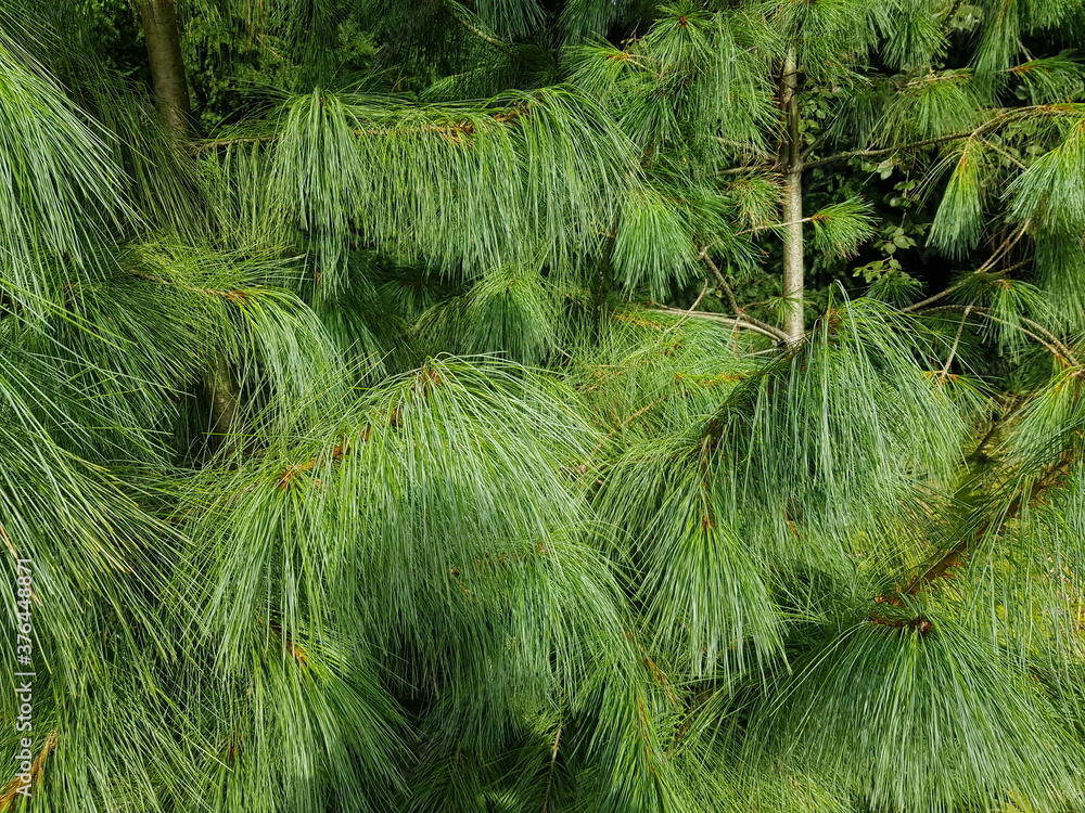 Foto de Pinus wallichiana is a coniferous evergreen tree native to the ...