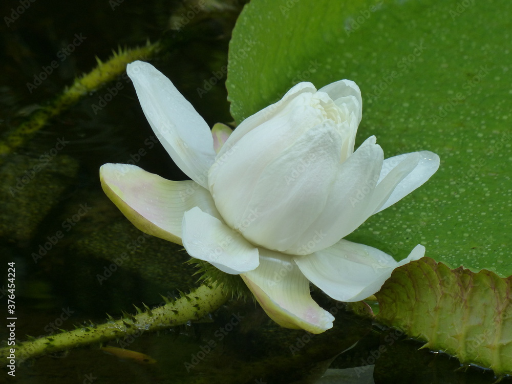 Victoria amazonica, (Nymphaeaceae family) white blossom on the first ...