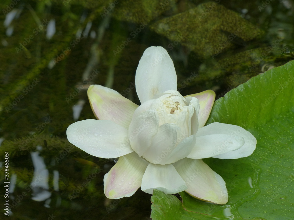 Victoria amazonica, (Nymphaeaceae family) white blossom on the first ...