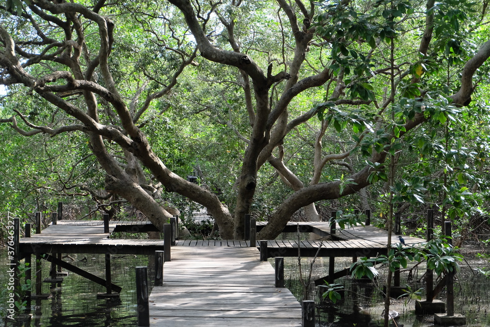 The giant samae tree, the largest mangrove forest of Rayong, has a ...