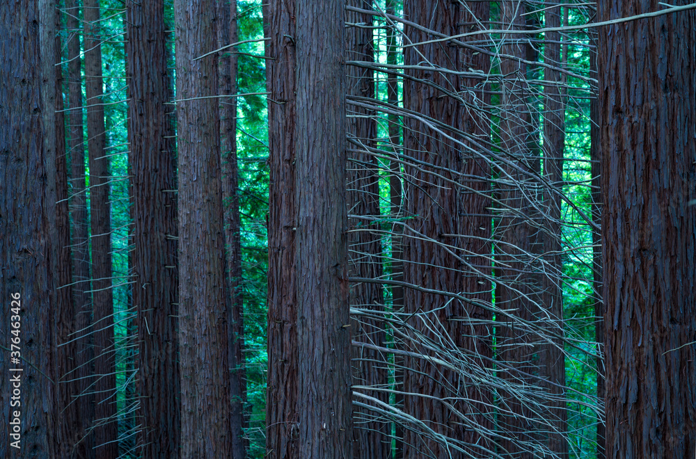 SEQUOIA - SEQUOYA (Sequoia sempervirens) Sole living species genus ...