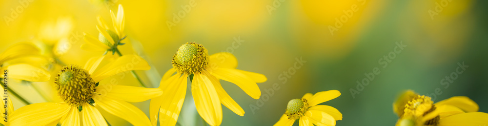 Nature of flower in garden using as cover page background natural flora ...