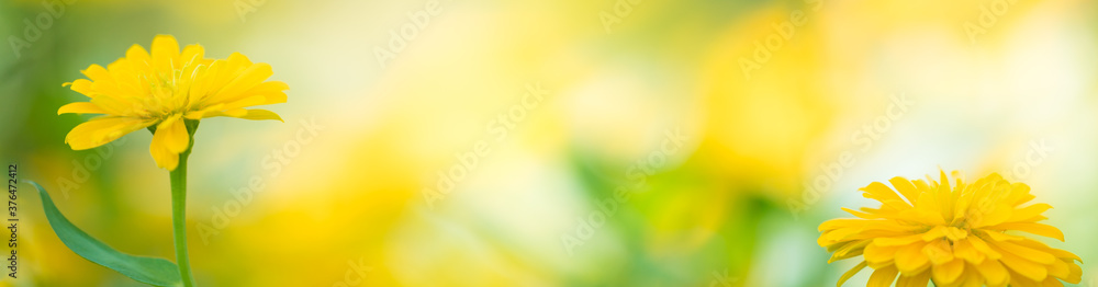 Nature of flower in garden using as cover page background natural flora ...