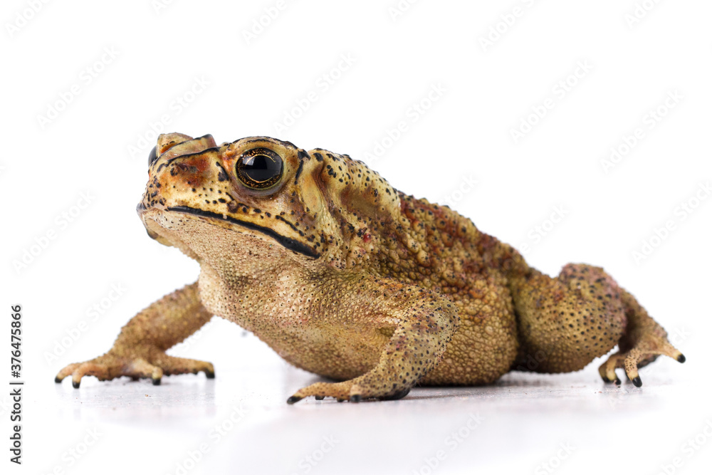 Asian common toad ( Duttaphrynus melanostictus ) isolated on white ...