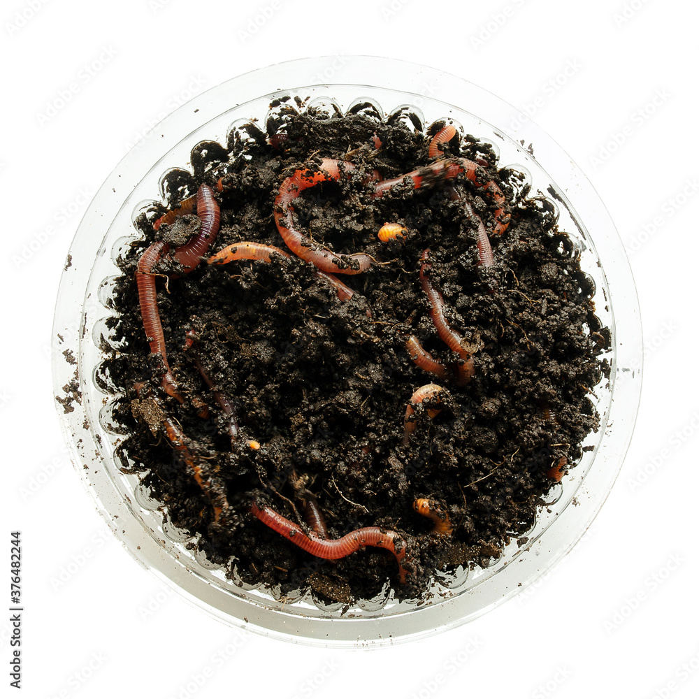 Red worms in a box in the manure isolated on a white background ...