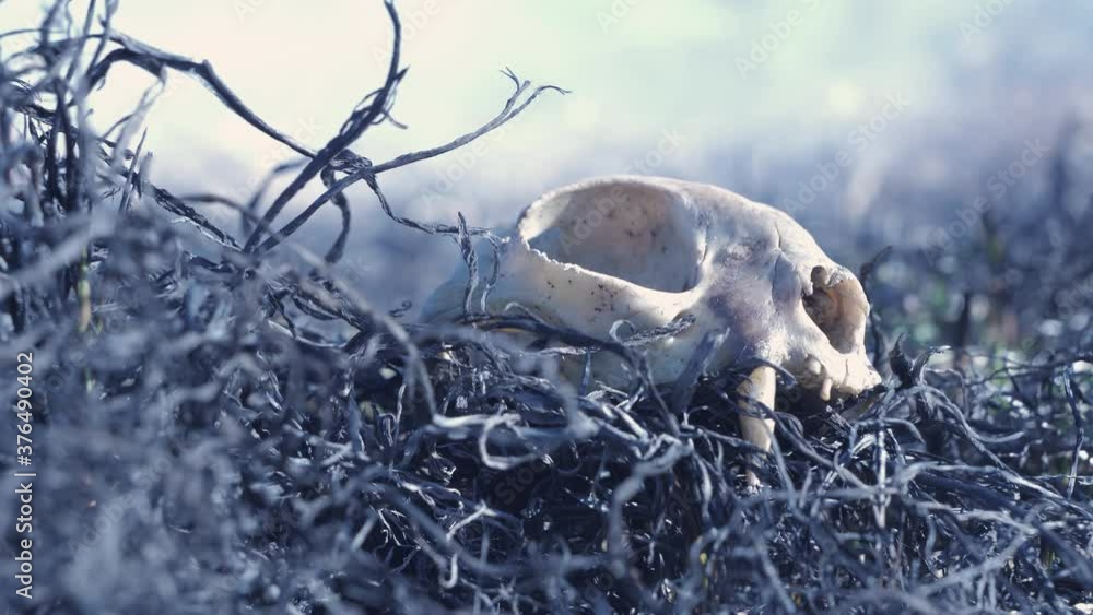 Wildfire. Burnt animal in a forest fire on ashes of burnt grass. Skull ...