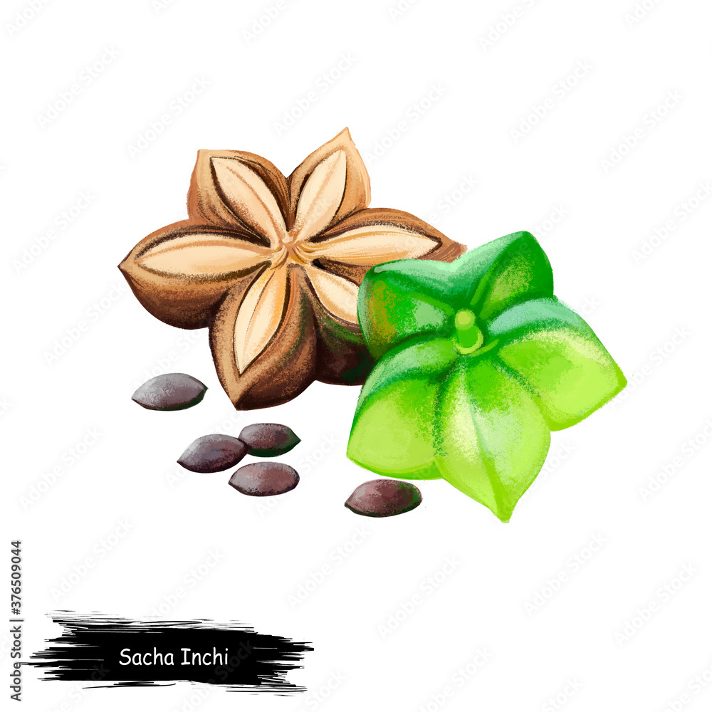 Sacha Inchi digital art illustration isolated on white. Plukenetia ...