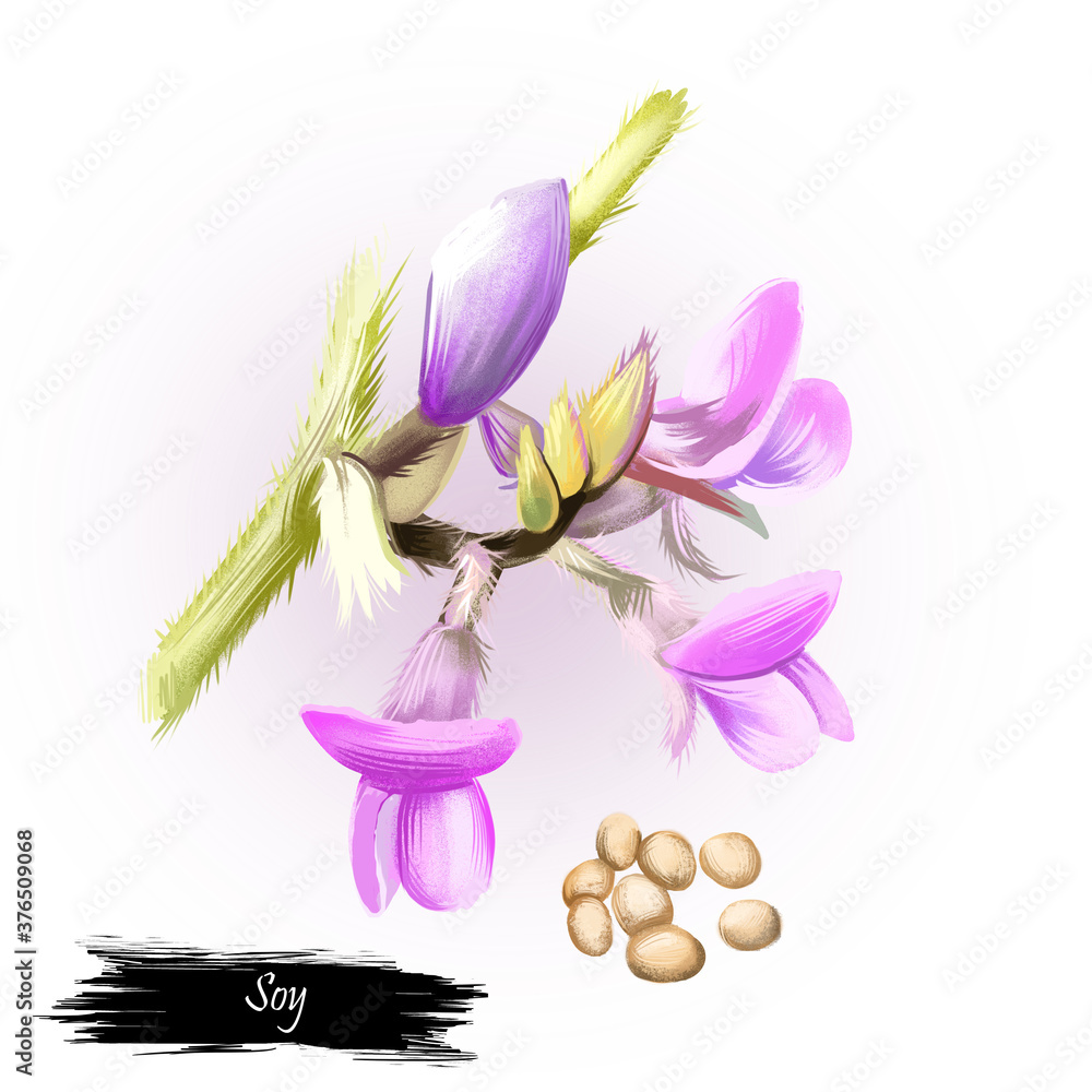 Soy beans isolated on white. Glycine max, commonly known as soybean ...