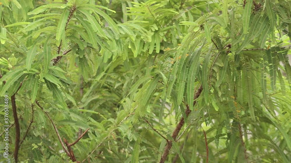 Macro View - Phyllanthus emblica Tree, also known, Indian gooseberry ...