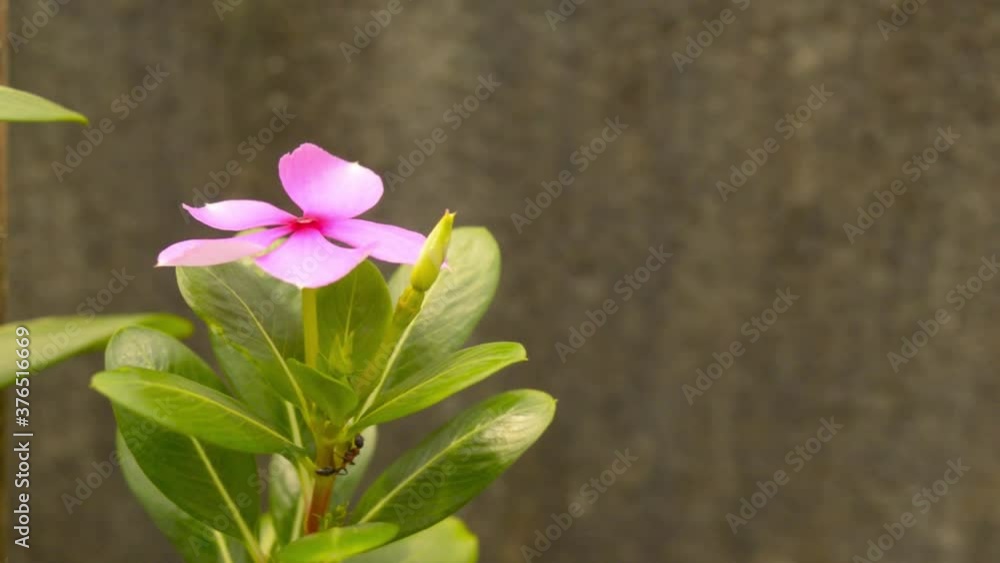 Pink Periwinkle flower (Vinca Catharanthus roseus) or Desert Rose and ...