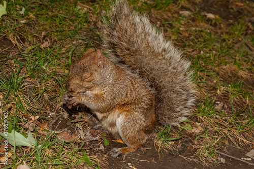 Moderate Climate Animals