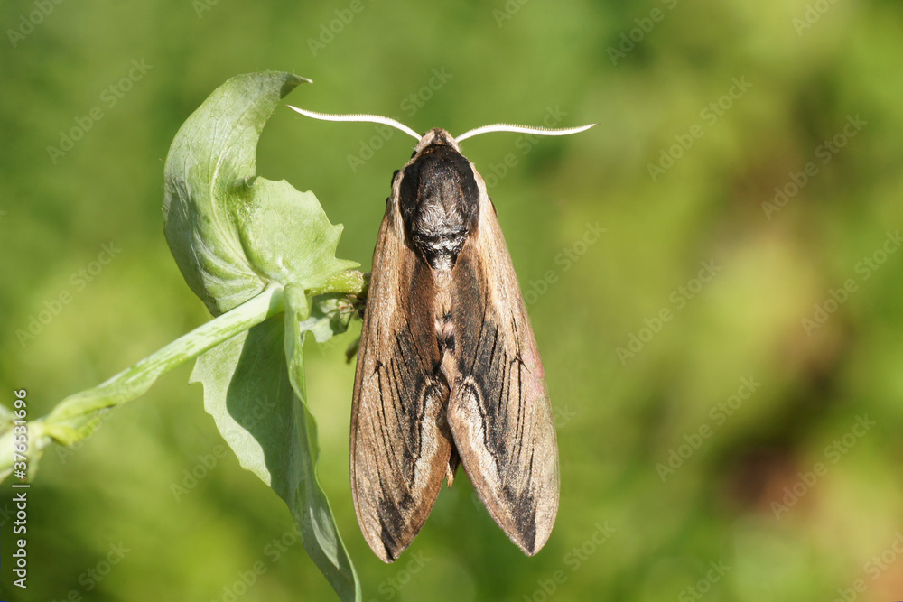 Privet hawk moth (Sphinx ligustri) of the family hawk moths, sphinx ...