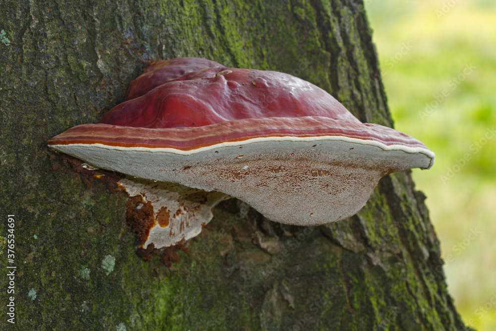 Beautiful reddish brown fruitbody of Ganoderma lucidum on an Oak tree ...