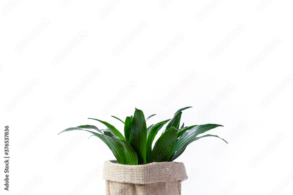 selective focus home yucca plant or Dracaena fragrans green fresh ...