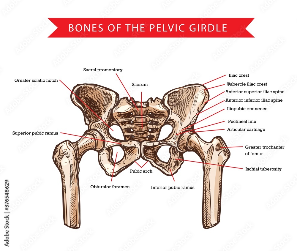 Pelvis bones of pelvic girdle, vector sketch of human anatomy and ...