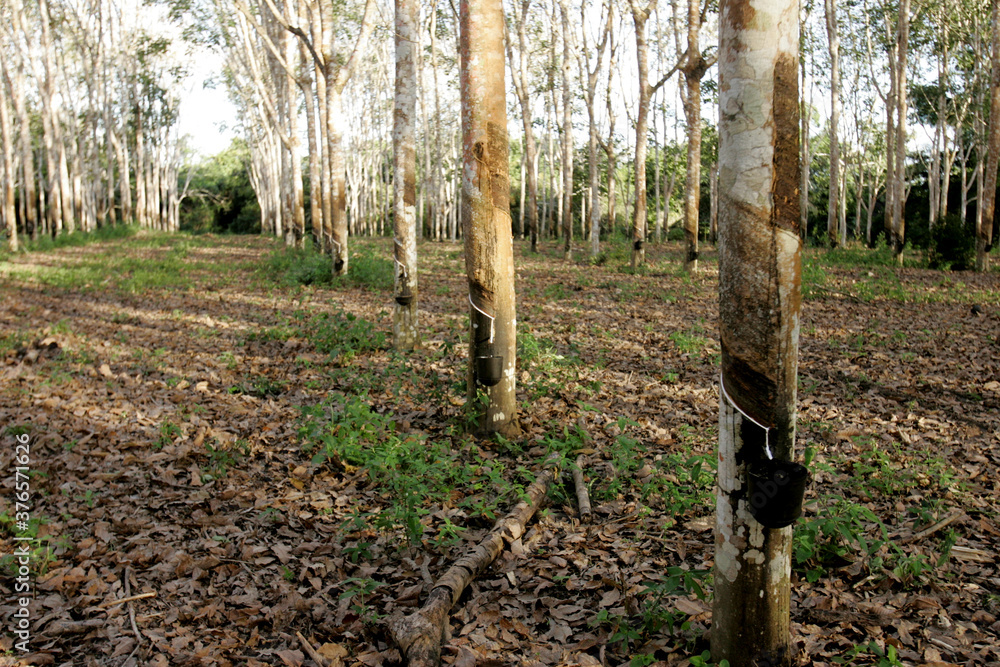 itabela, bahia / brazil - july 9, 2009: rubber plantation for latex ...