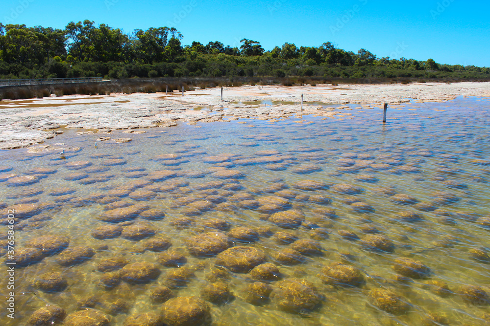 Fotka „Rare colony of 6 kilometre long thrombolite living rocks calcium ...