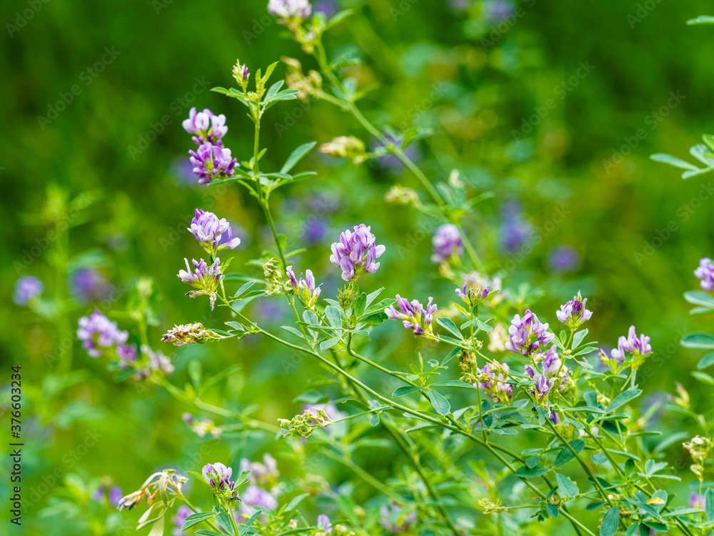 Luzerne cultivée ou foin de Bourgogne à fleurs violacées (Medicago ...