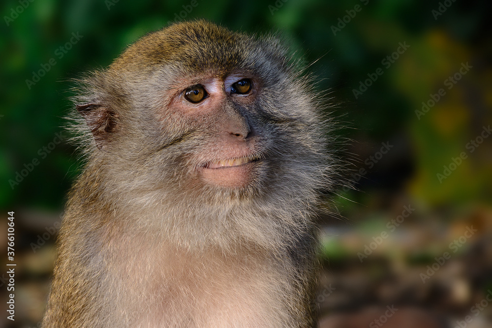 Cute Shock Funny Ape Jocko Droll Entertain Entertainment Safe Save ...