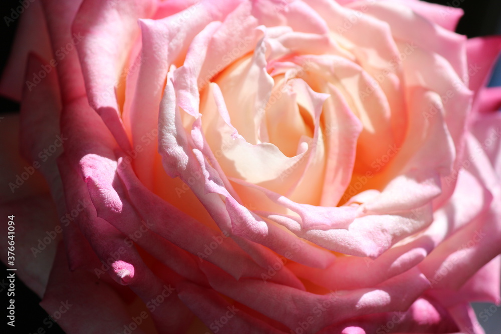 Superbly magnificent romantic beautiful pale pink suffused cream Kordes ...