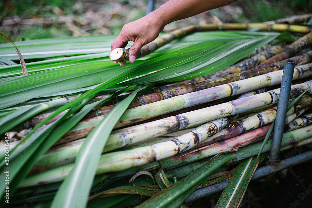 green sugar cane stems and leaves , one cut sugar cane in a hand Stock ...