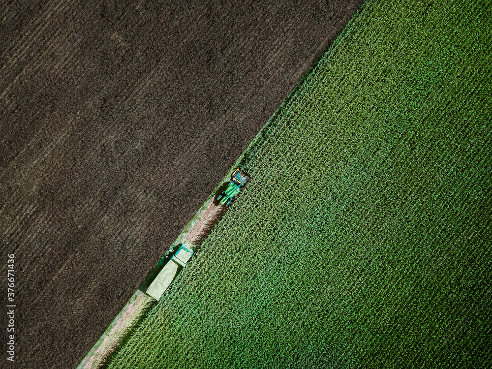 Foto de Aerial top down shot of cultivated rapeseed field. Furrows row ...