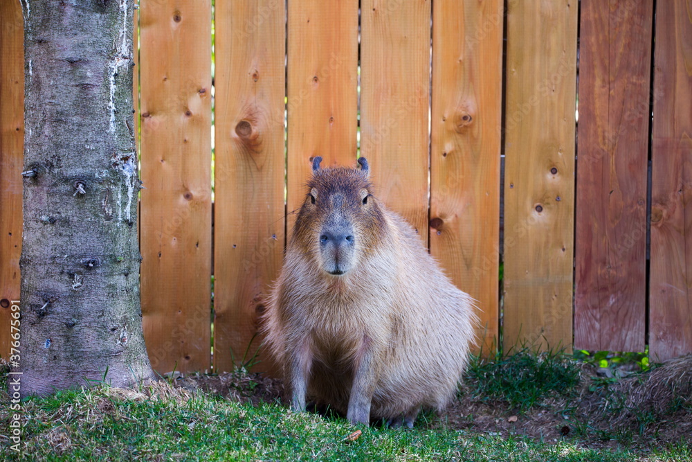 Frontal view of placid looking adult capybara sitting next to tree in ...