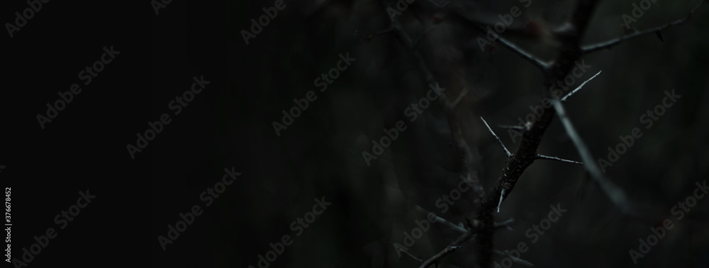 Dark wide creepy floral background. thorns Stock Photo | Adobe Stock