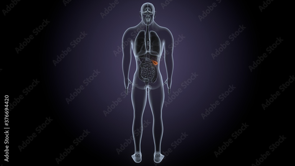 3d render of human body gallbladder anatomy Stock Illustration | Adobe ...