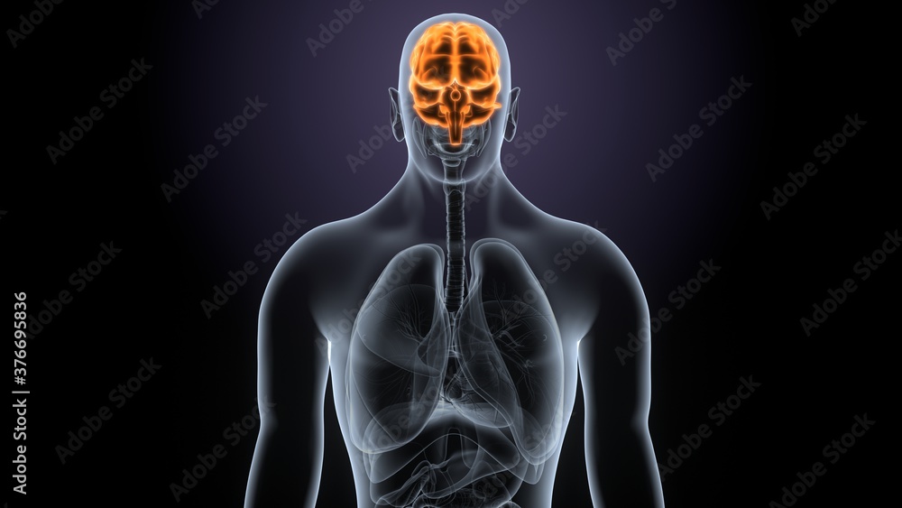 3d render of male human body brain anatomy Stock Illustration | Adobe Stock