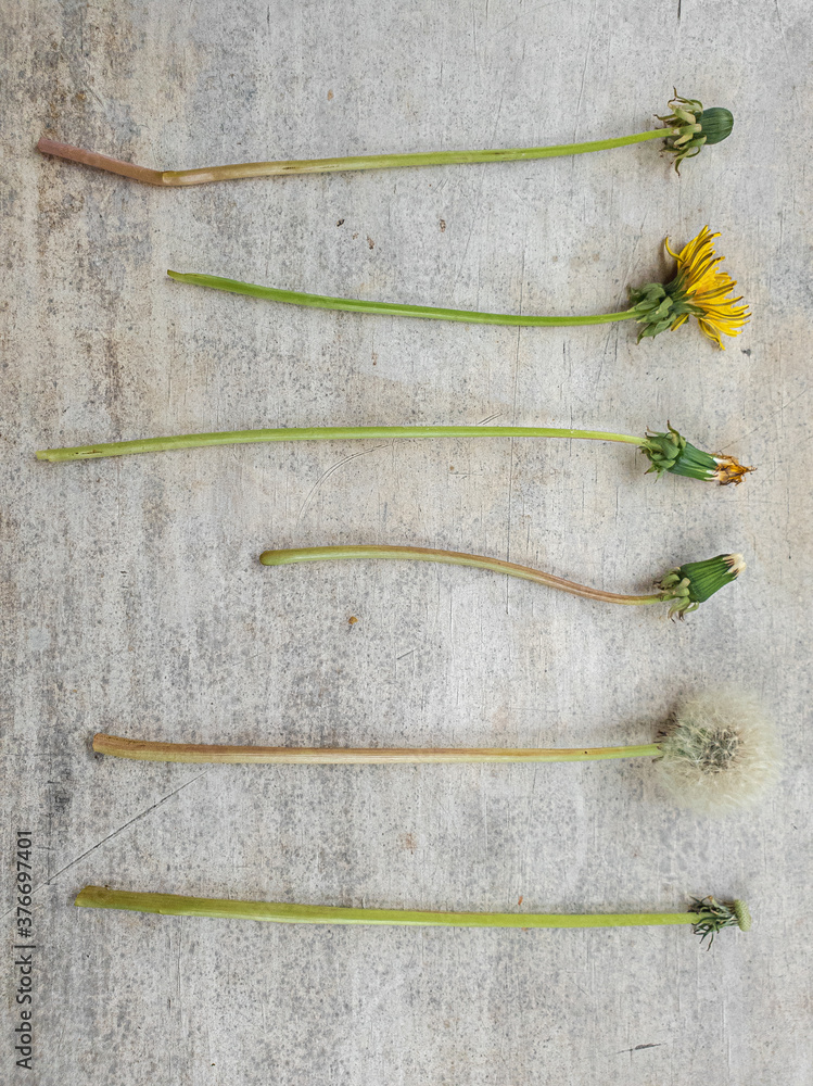 Six stages of flowering dandelion. Evolution concept, phases of ...