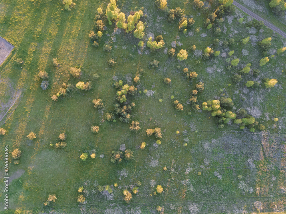 Aerial top down view of meadow with green grass and many groups of ...