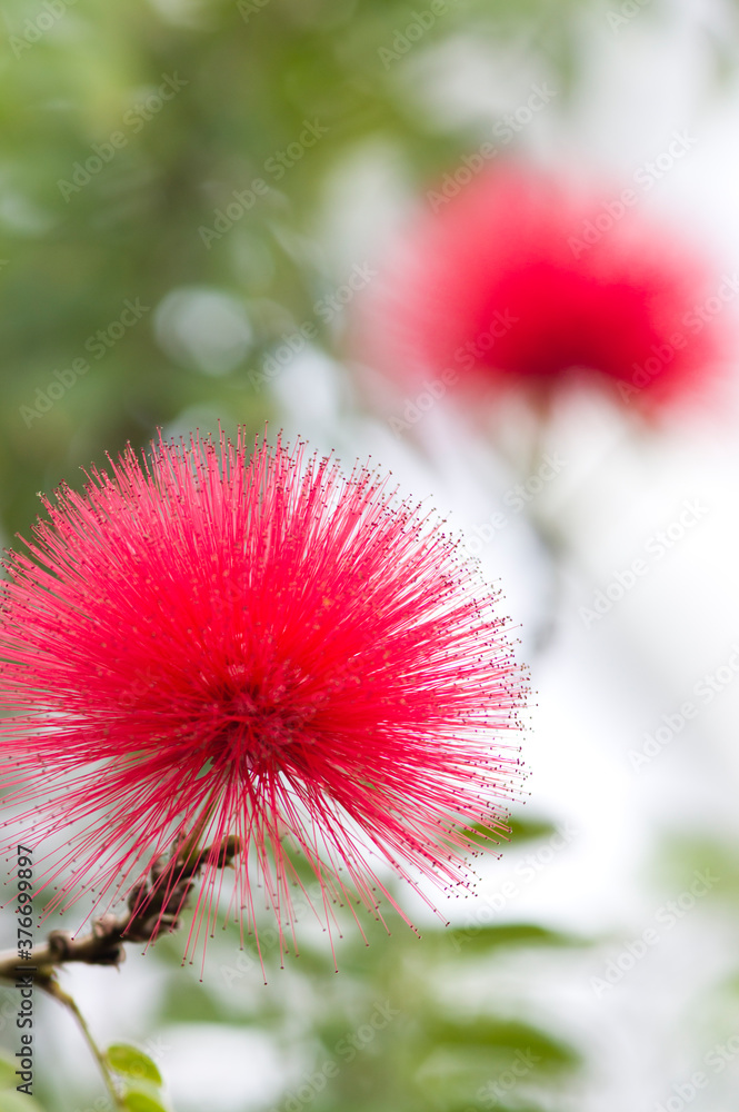 The name of this flower is Mimosa,Persian silk tree,Pink siris ...