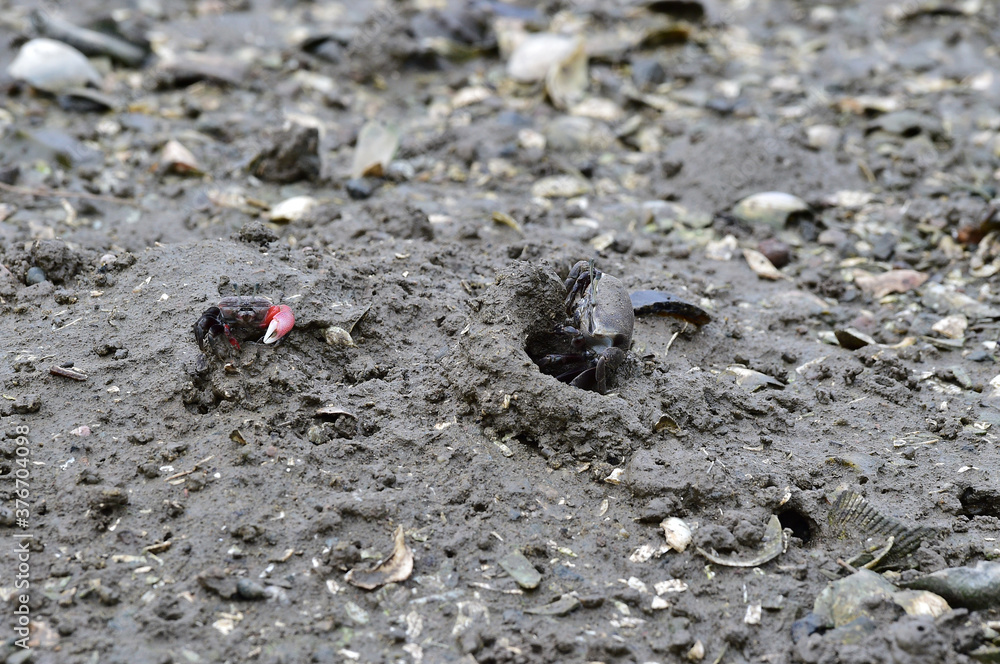 Mudcrab and mudskipper in mudflat of Korea's west coast. Stock Photo ...