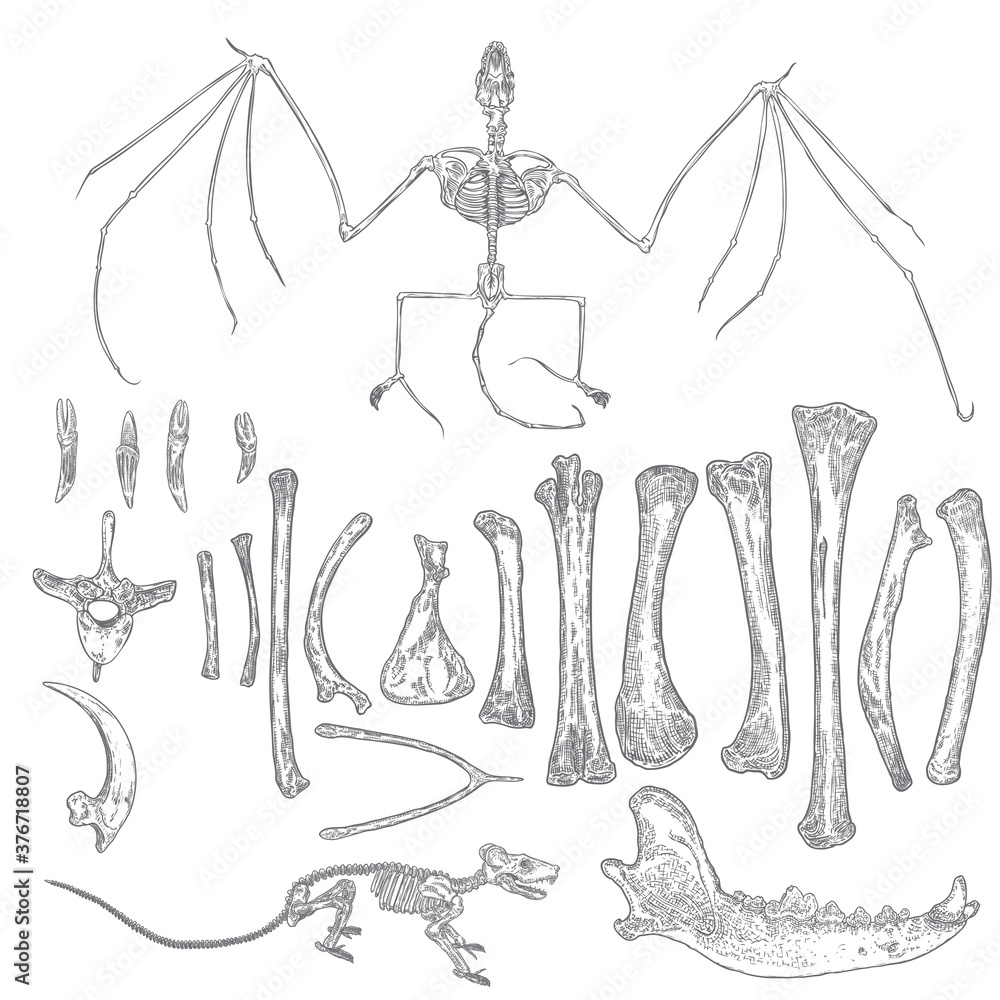 Magic animal bones design elements set. Hand drawn sketch for magician ...