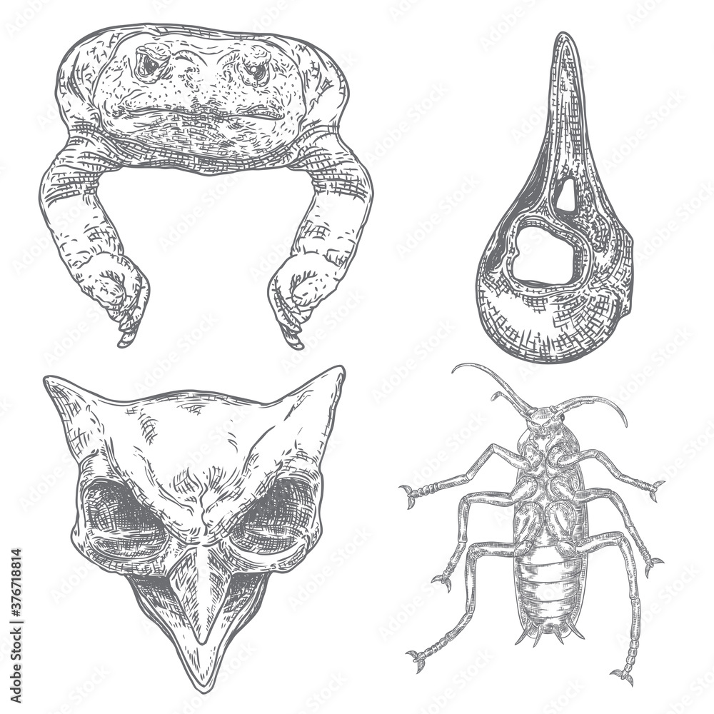 Magic animal elements set. Hand drawn sketch for magician collection ...