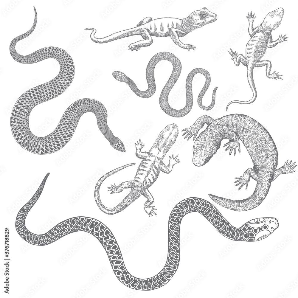 Large alchemy symbol elements set. Reptile poison snakes and frogs or ...
