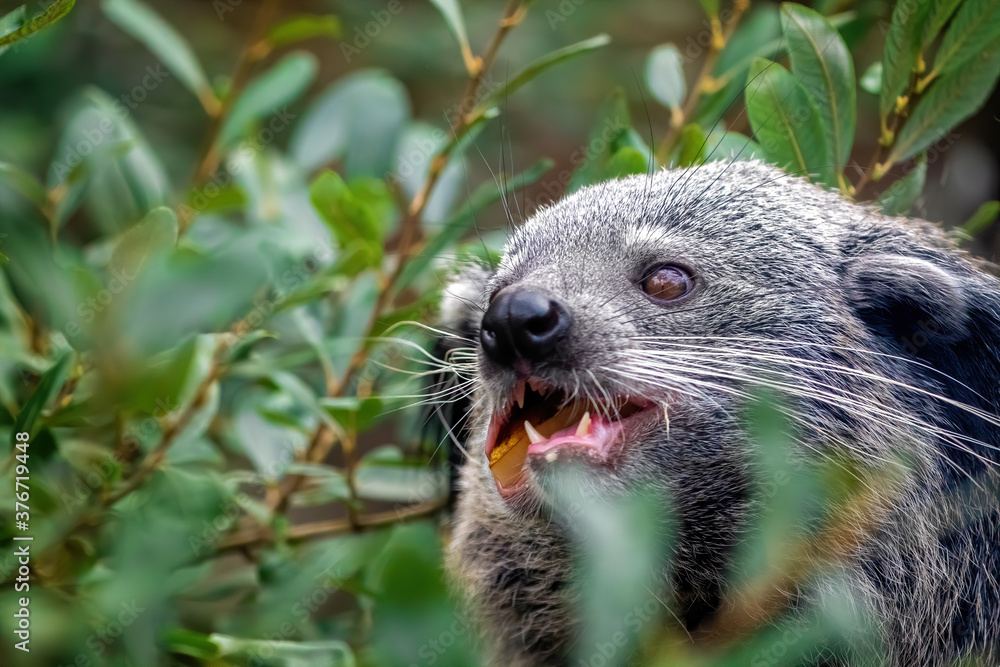 Binturong, Arctictis binturong, eating fruit Stock Photo | Adobe Stock
