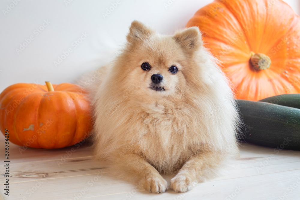 Cute little puppy, Pomeranian Spitz dog with pumpkins and zucchini ...