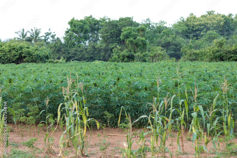 row of cassava tree in field. Growing cassava, young shoots growing ... row of cassava tree in field. Growing cassava, young shoots growing ...