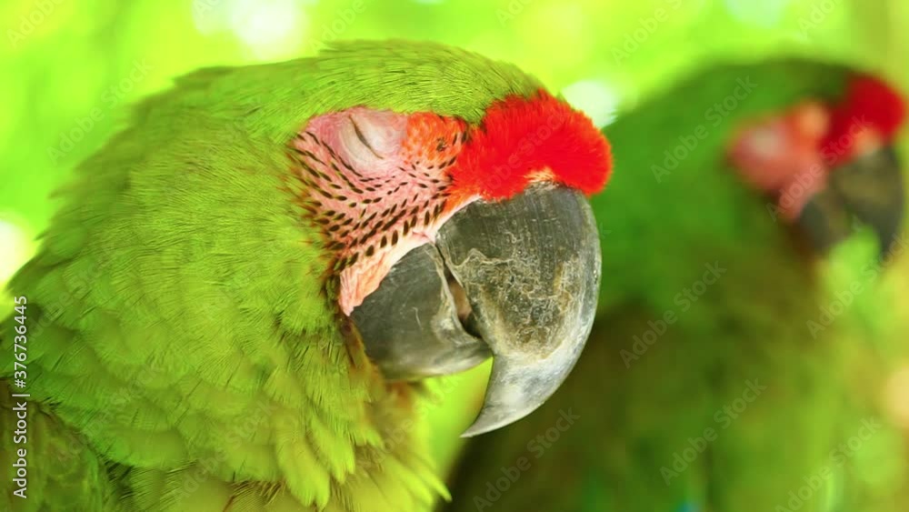 Colorful portrait of couple green parrots Great Green Macaw against ...