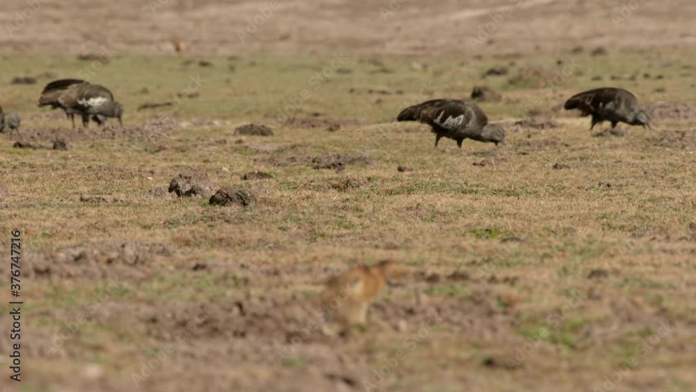 Big headed African mole rat in their tunnels with foraging birds in ...