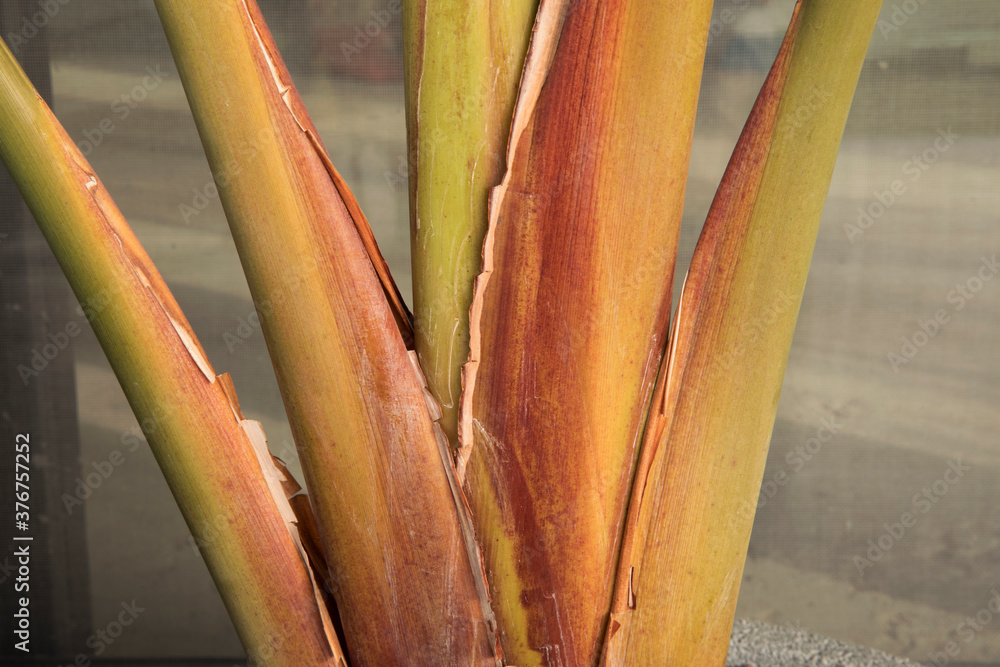 Foto de Interior plants. Closeup view of a Strelitzia nicolai, also ...