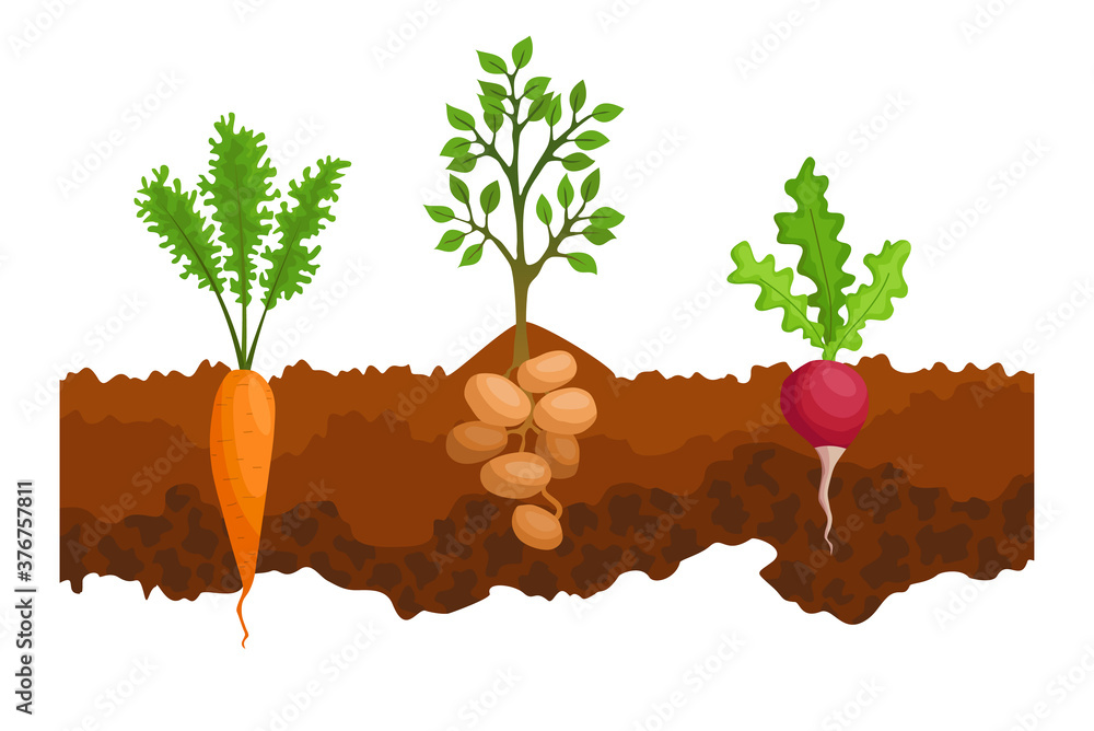 Vegetables growing in the ground. One line sugar beet, radishe ...