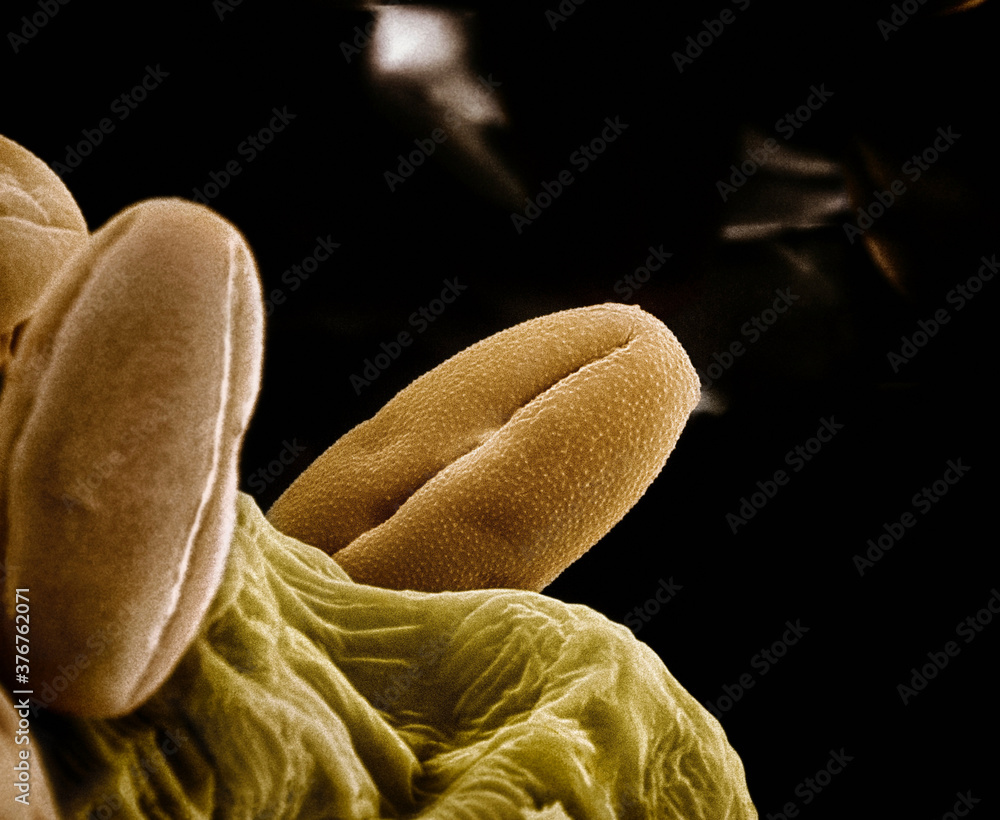Microscopic view of chili pepper pollen Stock Photo | Adobe Stock