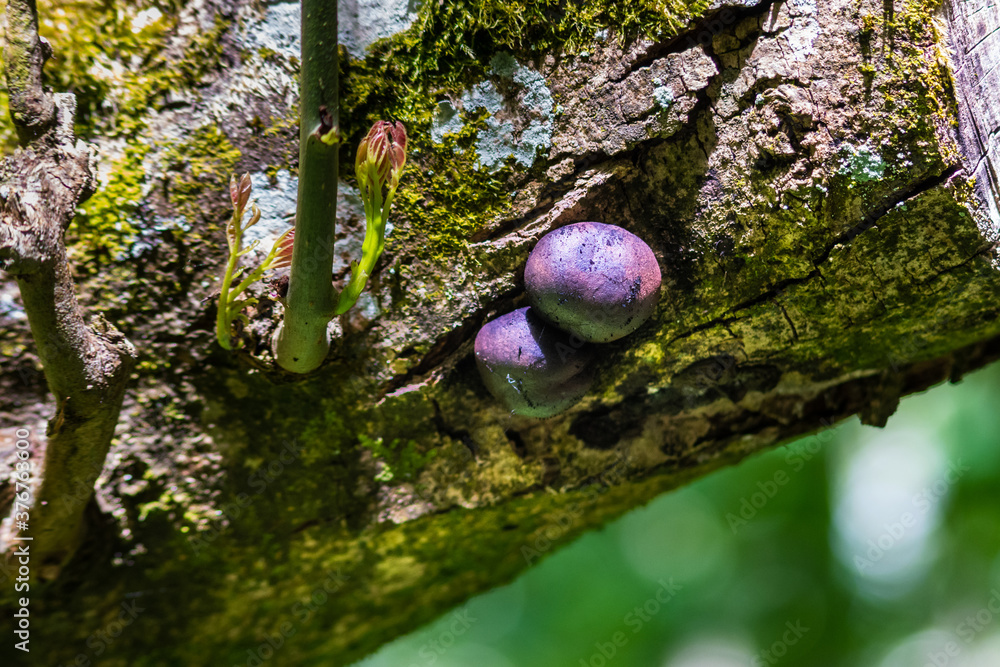 Immature fruiting bodies of Daldinia concentrica fungus with common ...