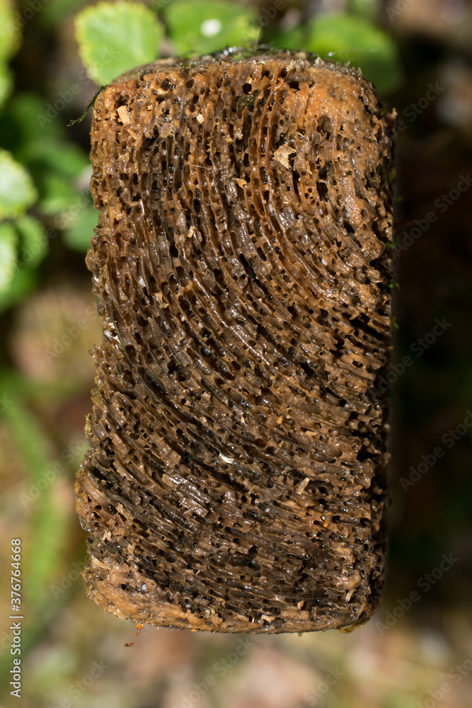 Limnoria Lignorum