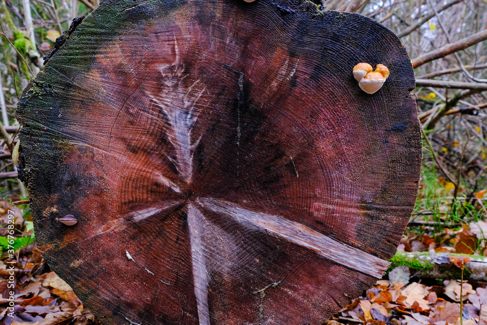 round stump from a sawn tree in an autumn forest, the structure and ...