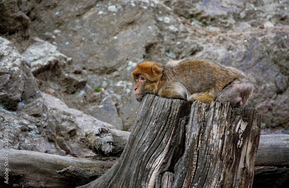 Monkey barbary macaque, Macaca sylvanus, also known as barbary ape or ...