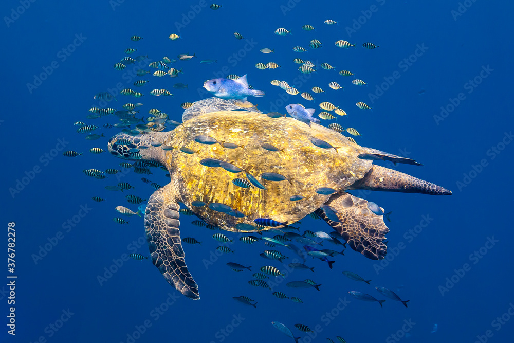 Sea Turtle with fish swimming in sea Stock Photo | Adobe Stock